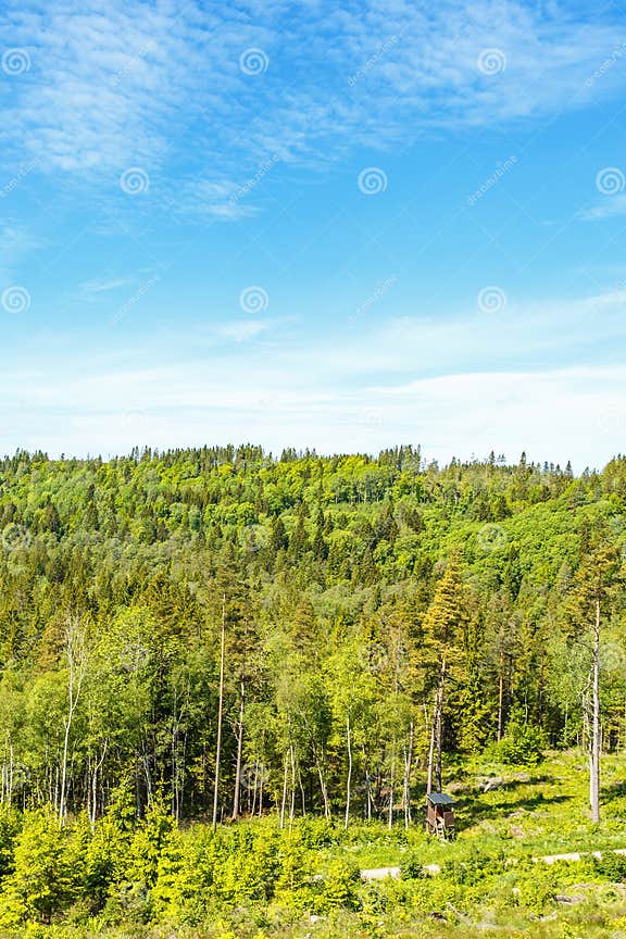 Forest with a Hunting Tower Stock Image - Image of scenic, landscape ...