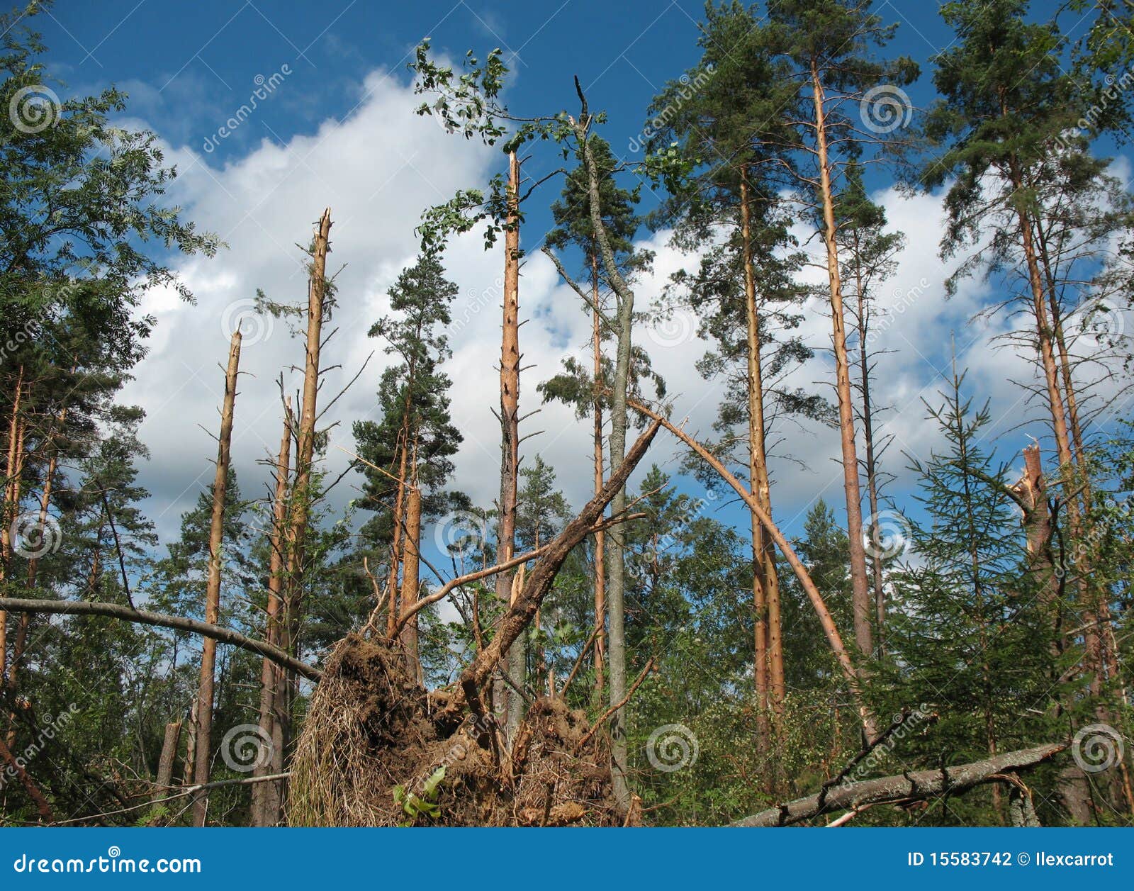 Forest after Hurricane stock photo. Image of forest, uprooted - 15583742