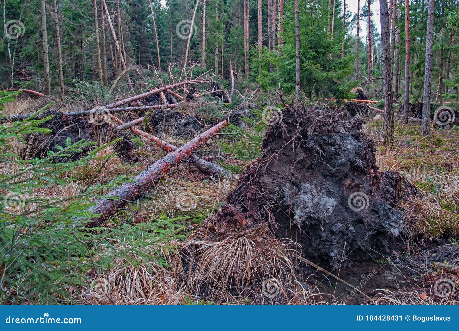 Forest after the Hurricane. Stock Image - Image of view, hurricane ...