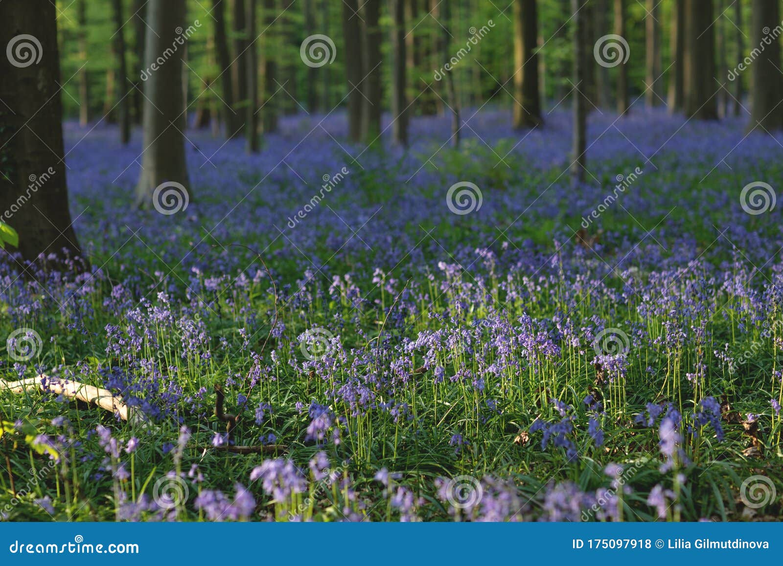 Forest Hyacinths in the Magical Forest of Hallerbos. Stock Photo ...