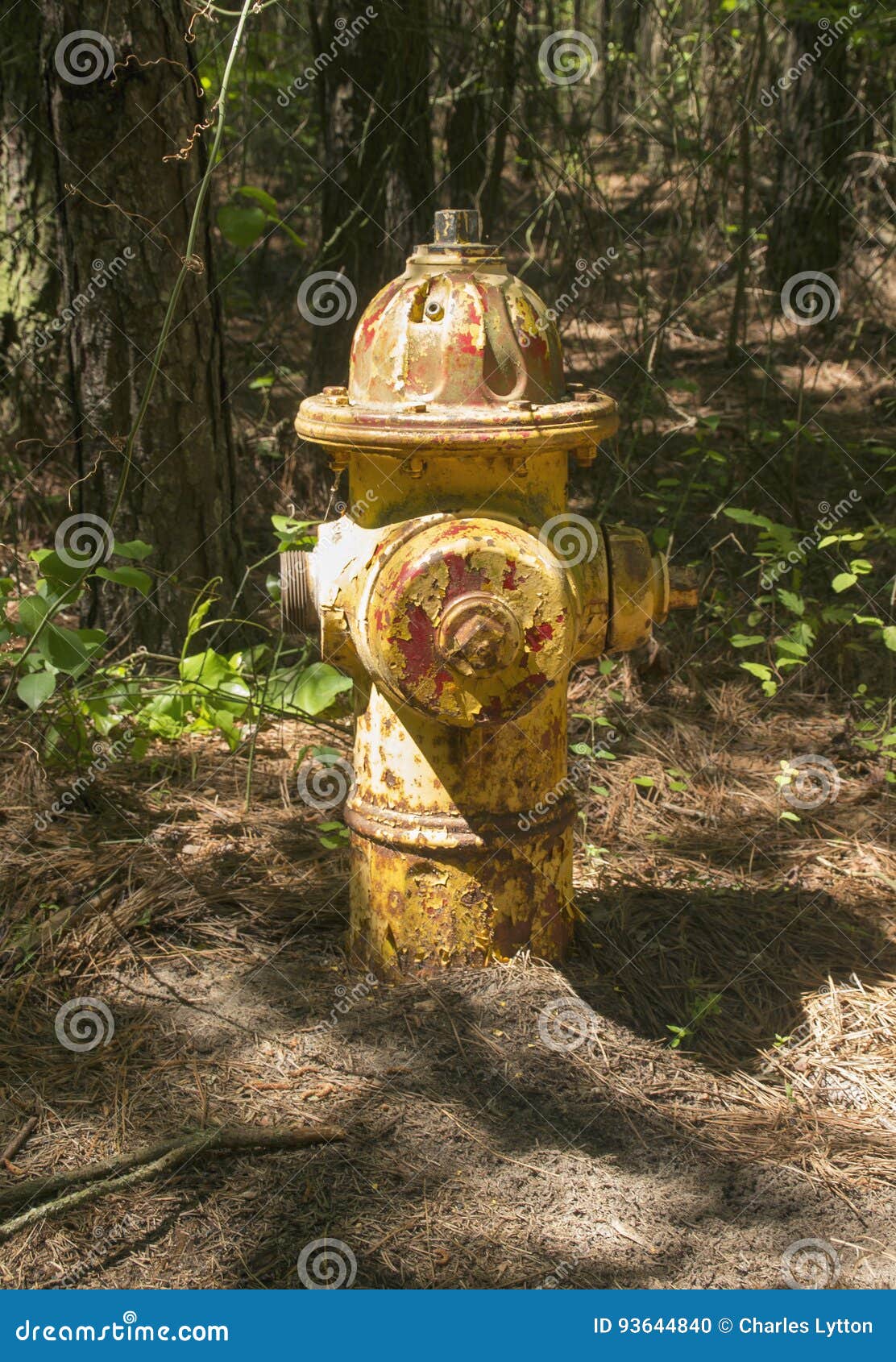 Forest Hydrant stock photo. Image of delaware, fire, beach - 93644840