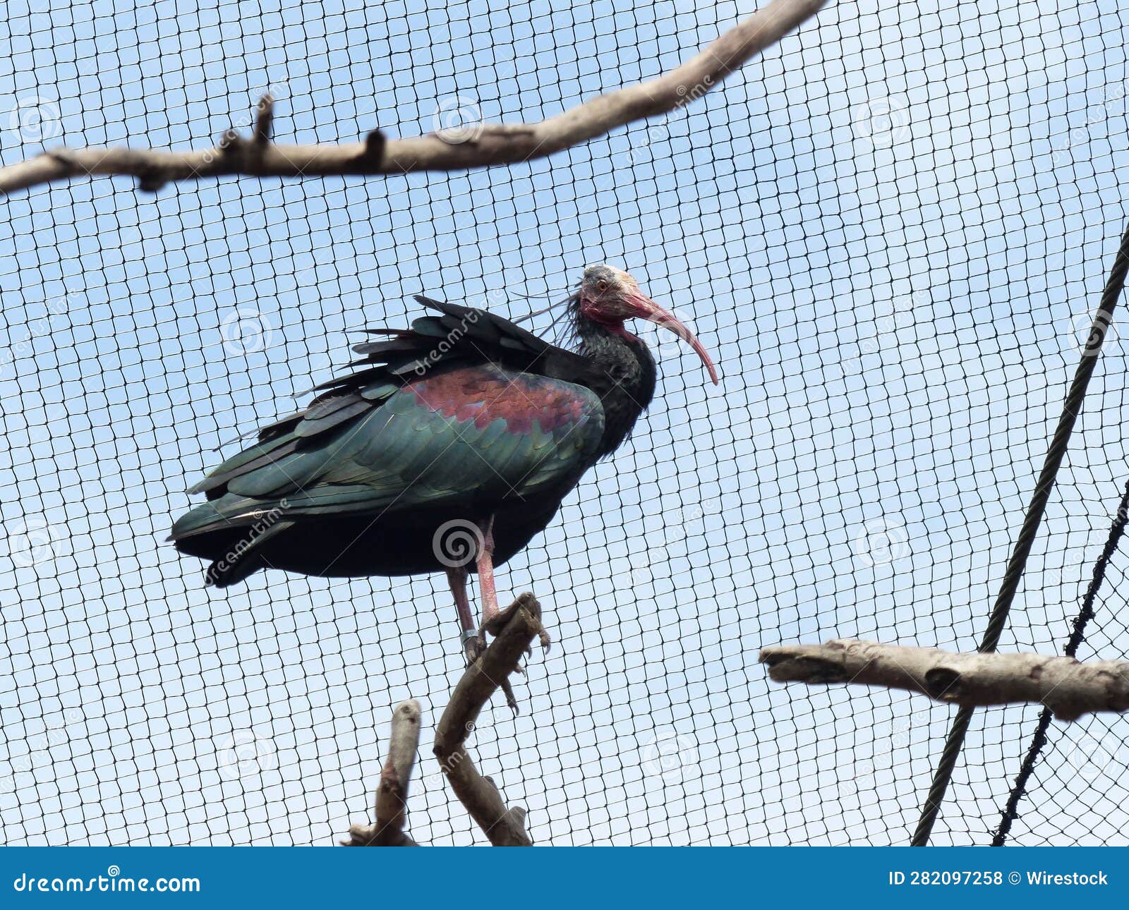 Forest Ibis on a Branch in Front of a Mesh Fence in the Background ...