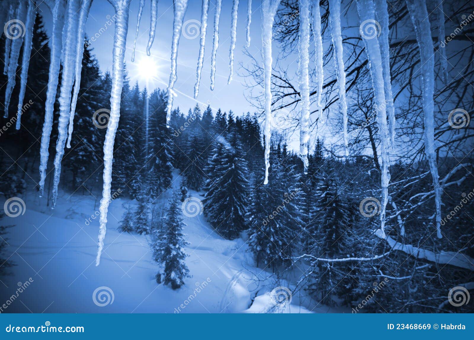 Forest through the icicles stock image. Image of winter - 23468669
