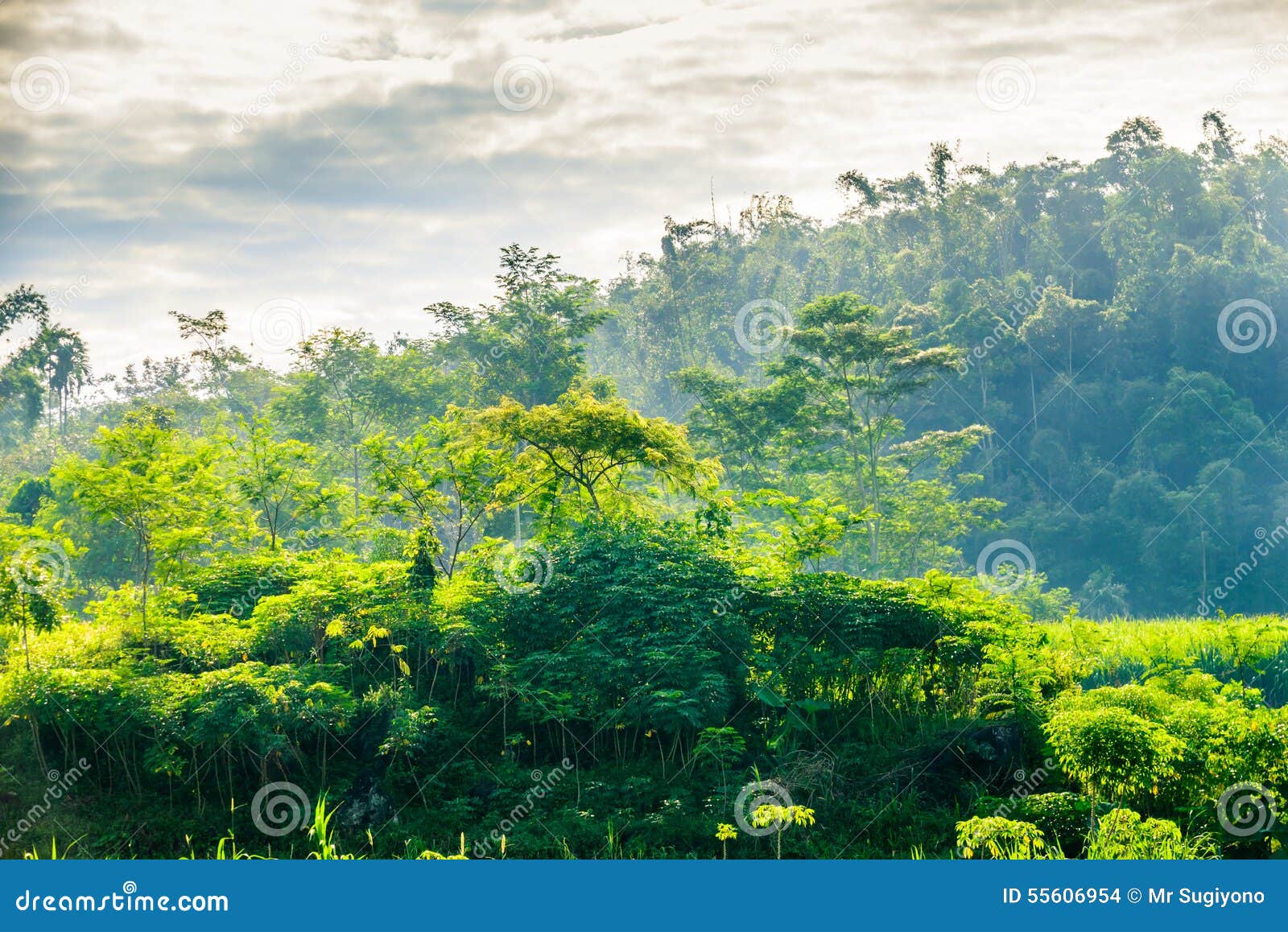 Forest of Indonesia stock photo. Image of nature, java - 55606954