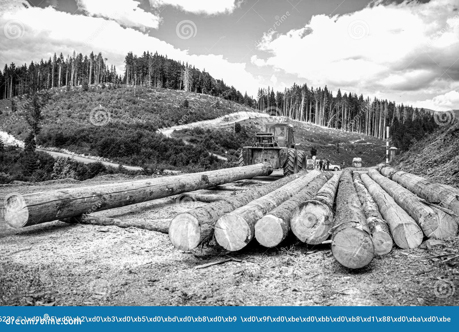 Forest Industry. Lumberjack with Modern Harvester Working in a Forest ...