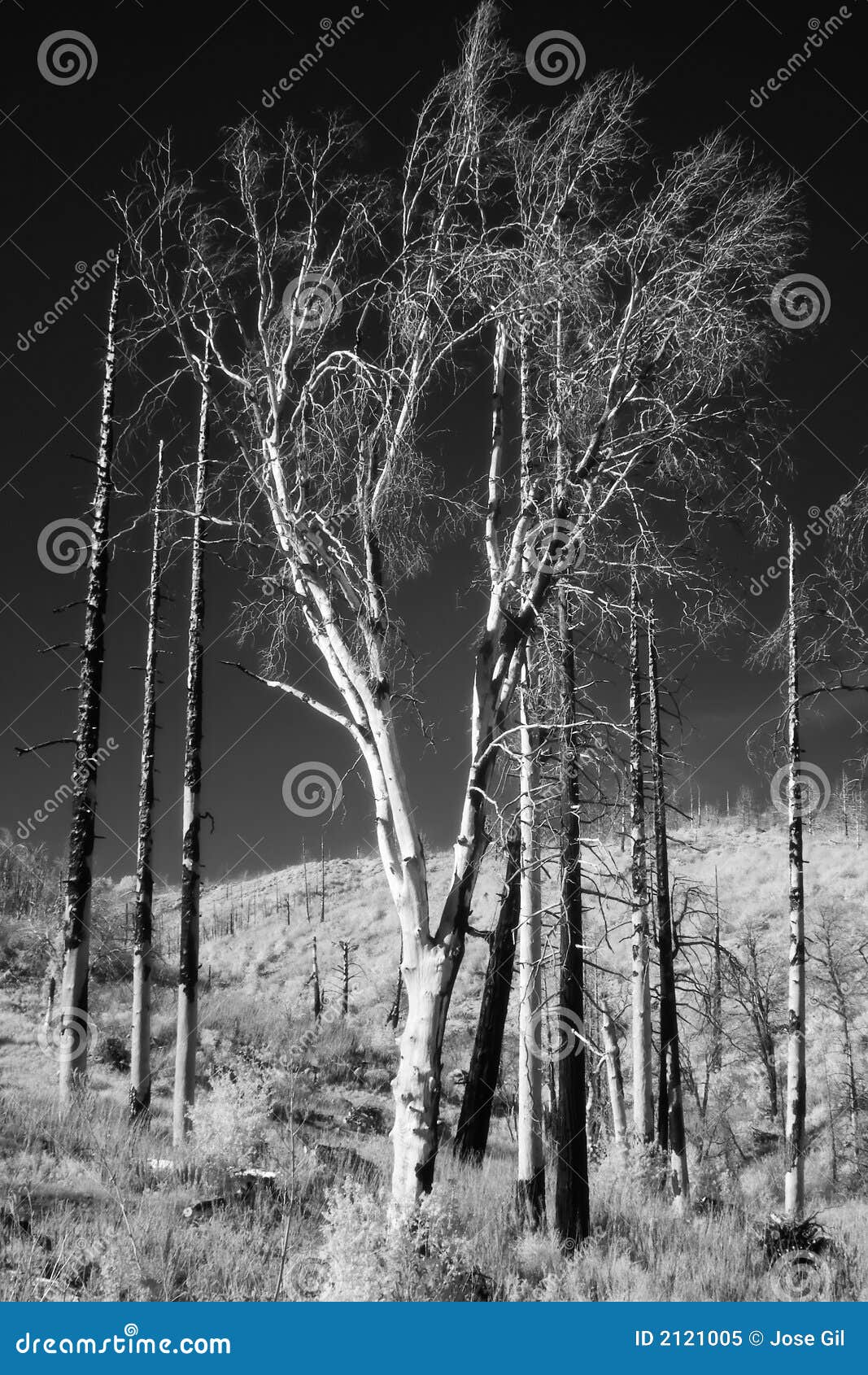 Forest Infrared 2 stock image. Image of wilderness, glow - 2121005