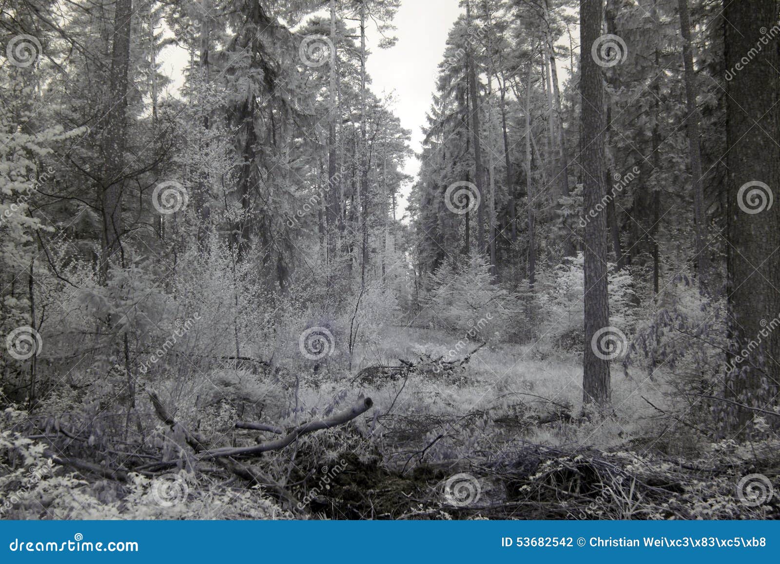 Forest in infrared stock photo. Image of outdoor, future - 53682542