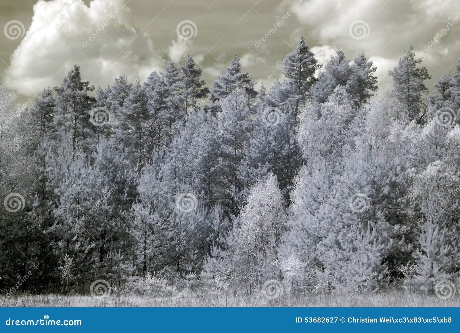 Forest in infrared stock image. Image of trees, dark - 53682627