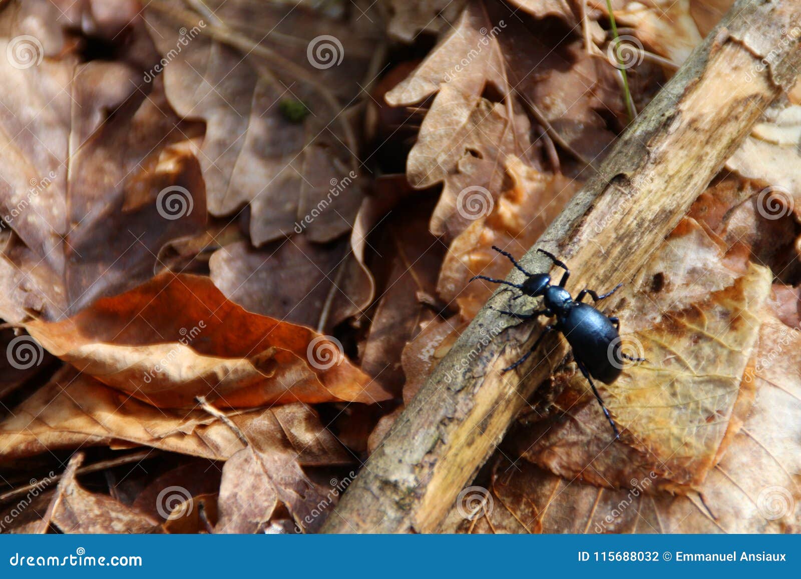 Forest insect stock photo. Image of forest, insect, wood - 115688032