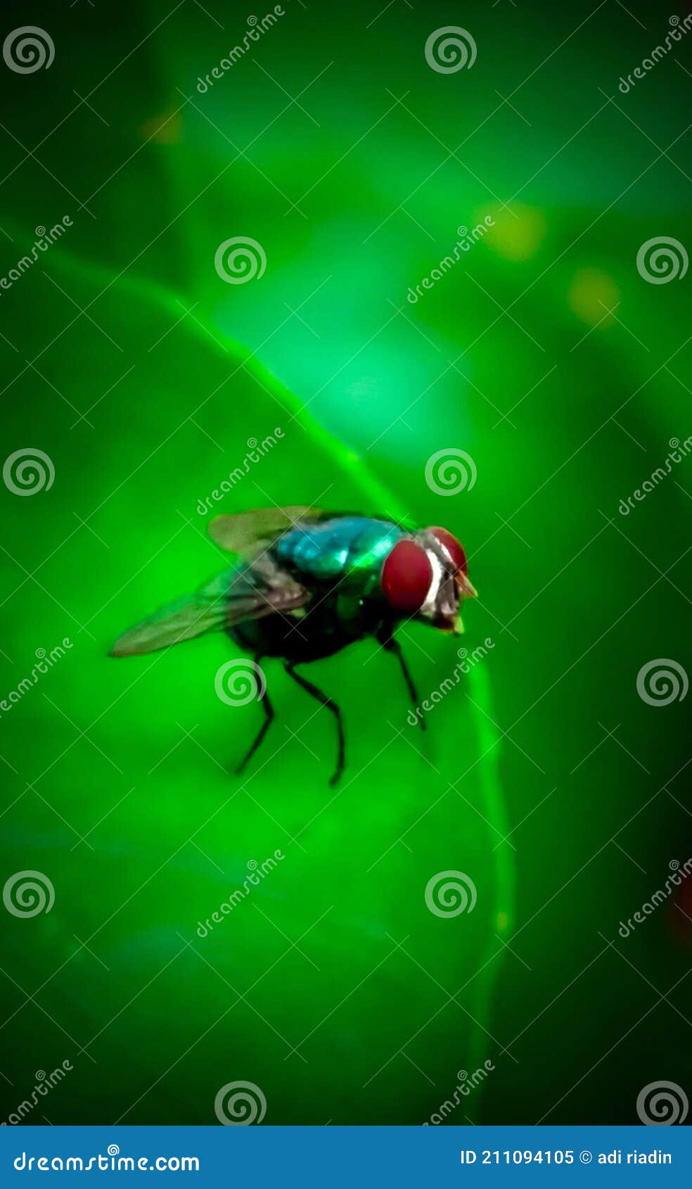 Forest insect flies flower stock image. Image of jungla - 211094105