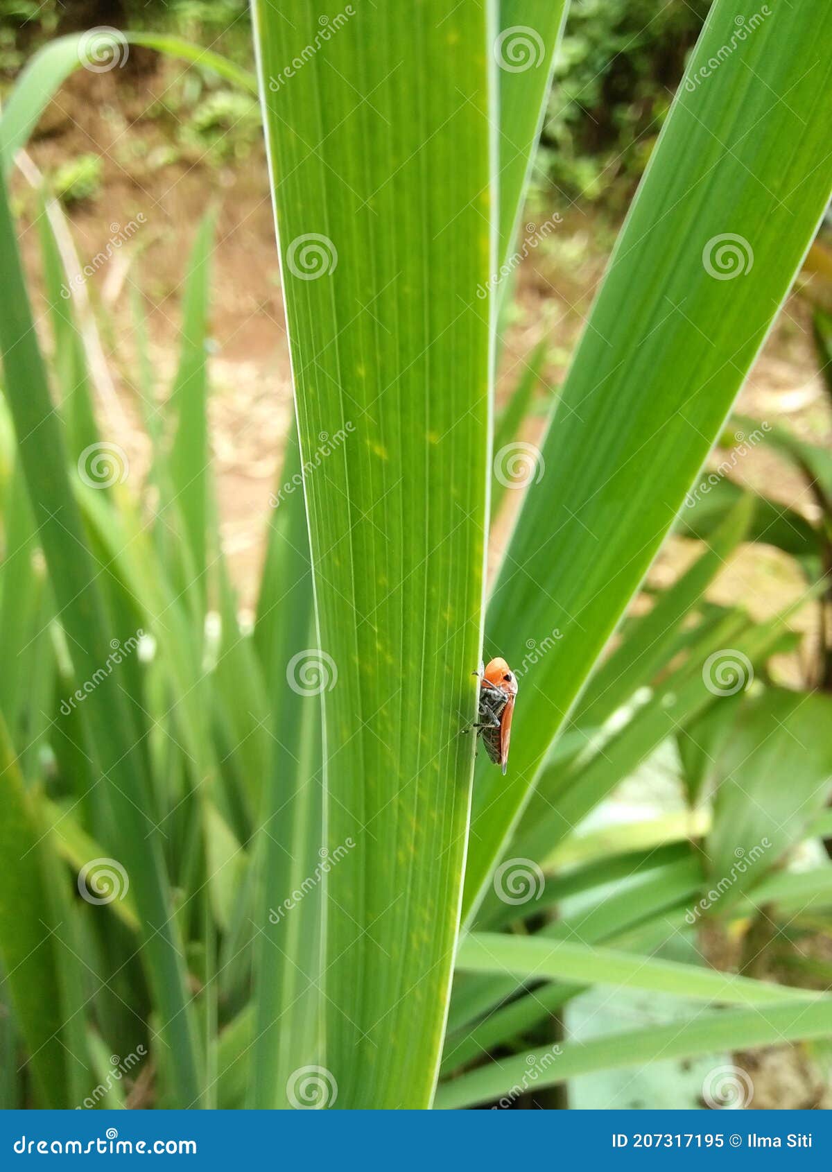 Forest insects stock image. Image of leaf, invertebrate - 207317195