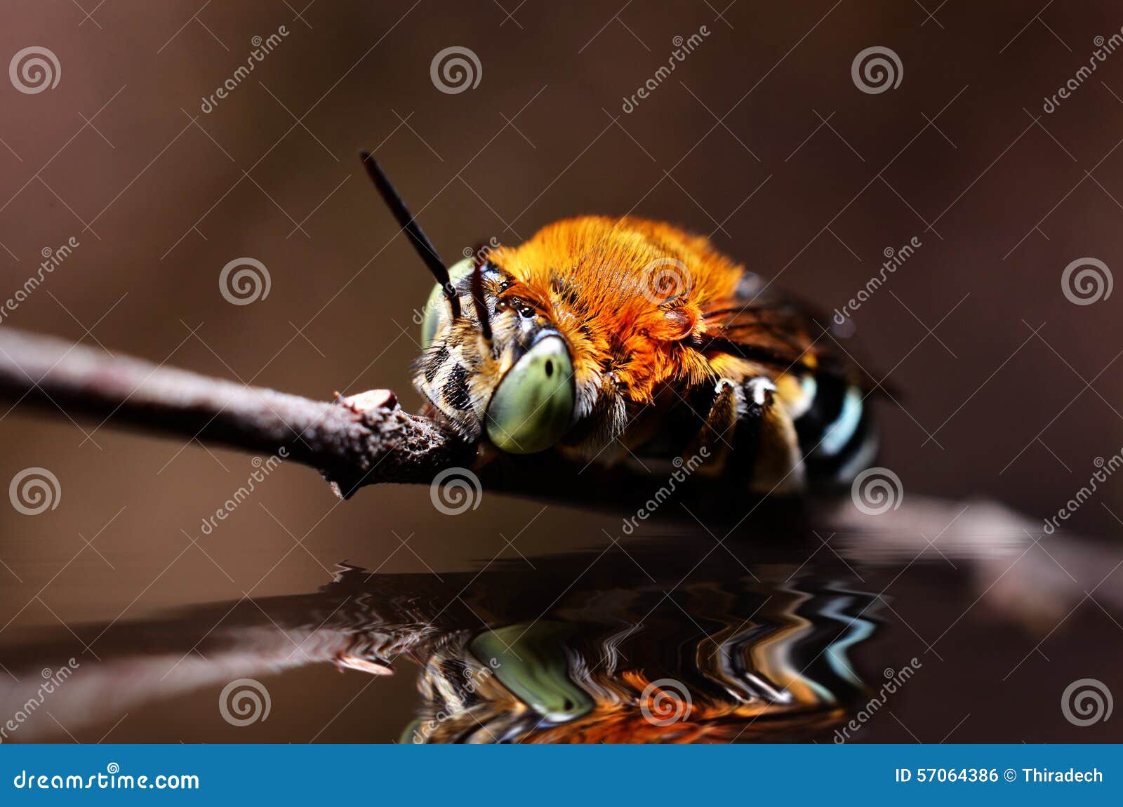 Forest Insects stock photo. Image of leap, invertebrate - 57064386