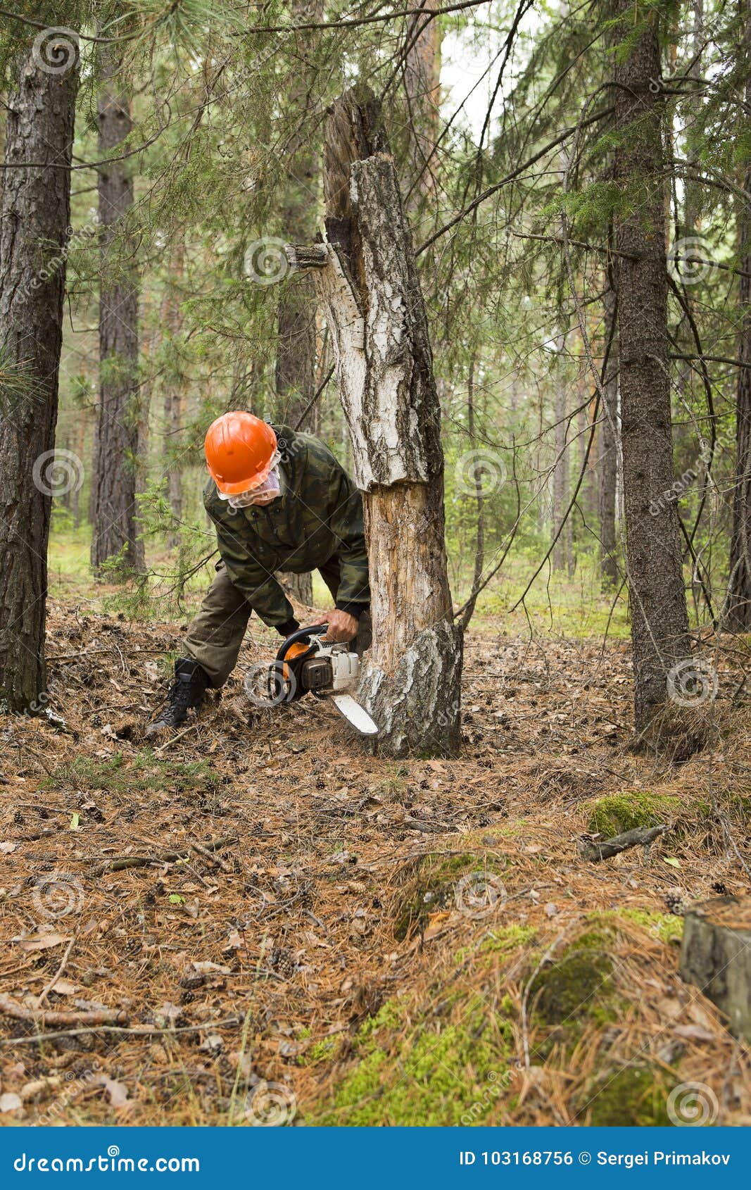 Forest Inspectors Work in the Forest. Stock Photo - Image of bark, moss ...