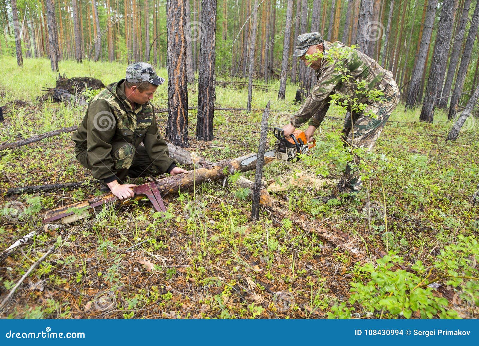 Forest Inspectors Work in the Forest. Stock Photo - Image of occupation ...