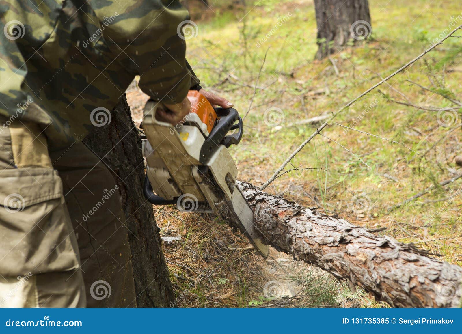 Forest Inspectors Work in the Forest. Stock Image - Image of tool, tree ...