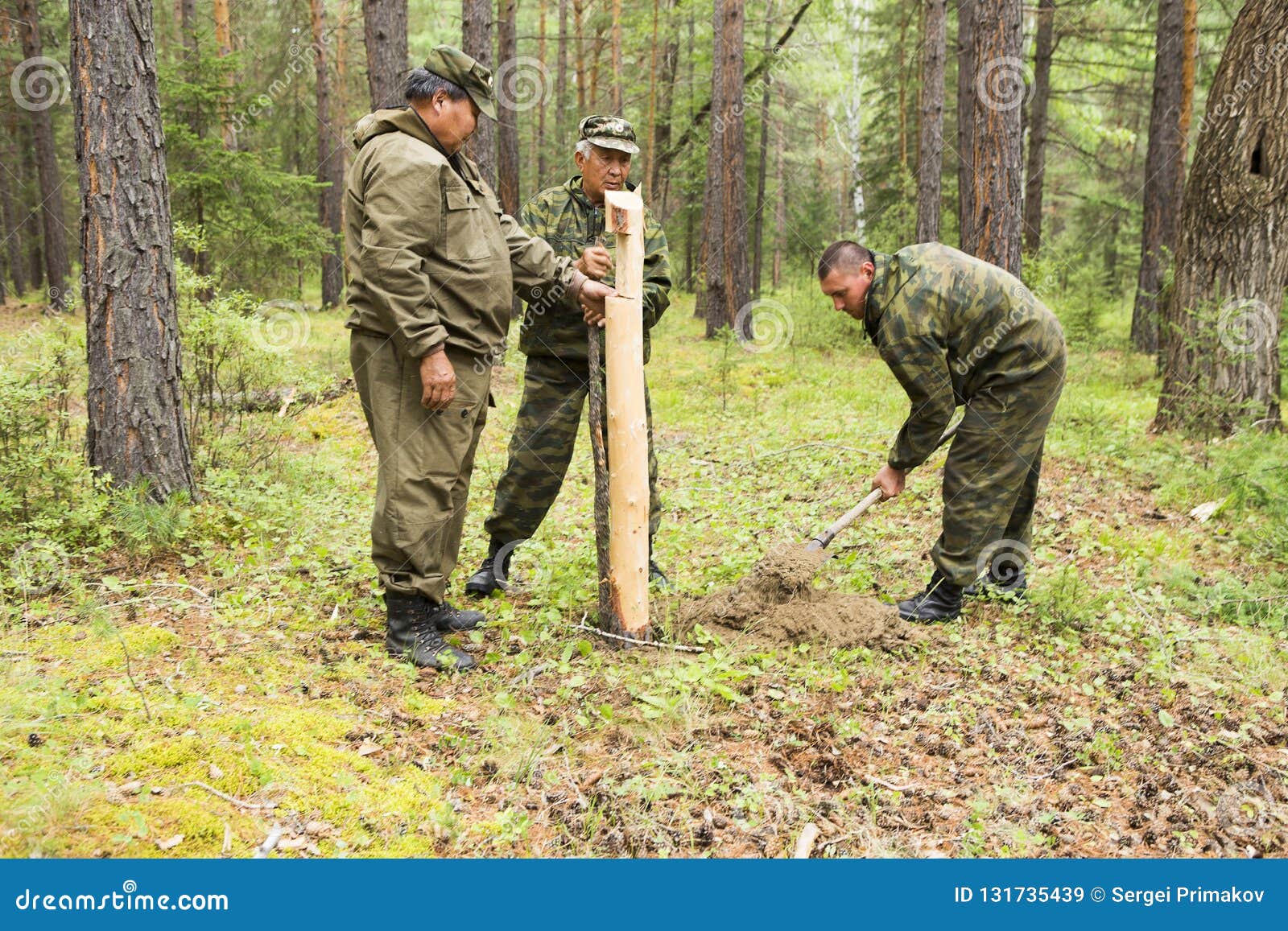 Forest Inspectors Work in the Forest. Stock Image - Image of pine ...