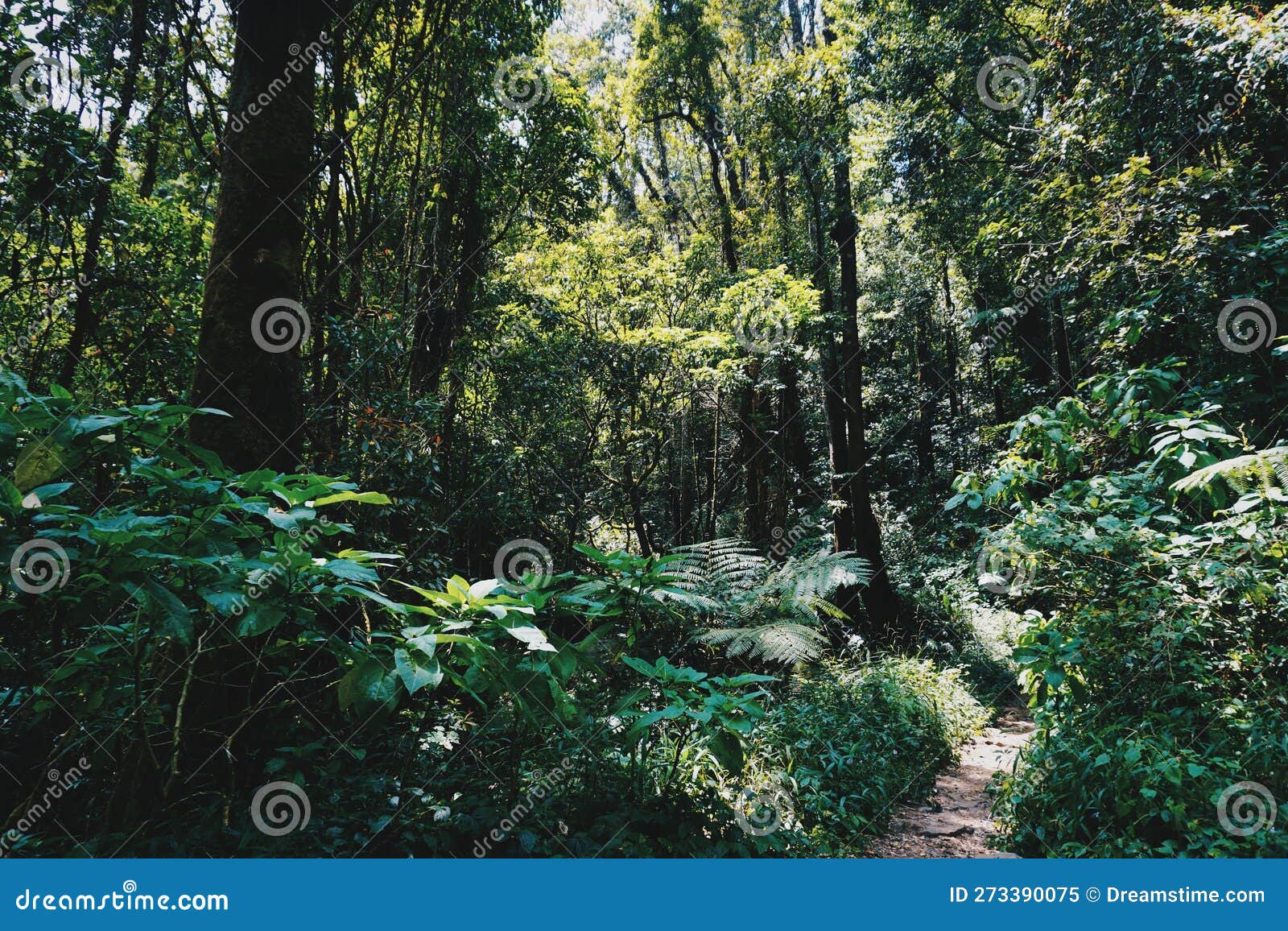 Forest Interior in Indonesia Stock Image - Image of leaves, interior ...