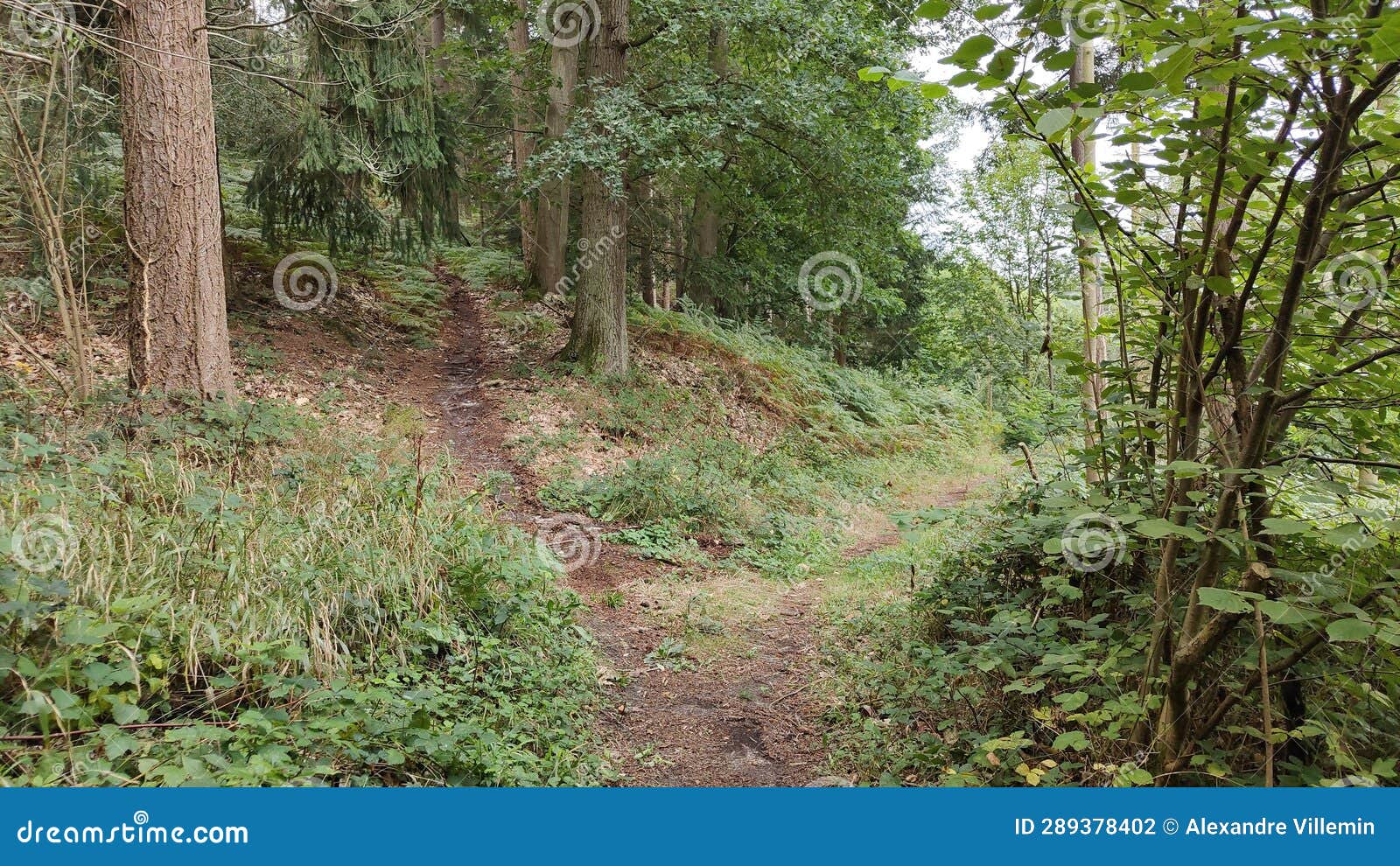 Forest Intersection, Up or Down Stock Photo - Image of normandy, leaves ...