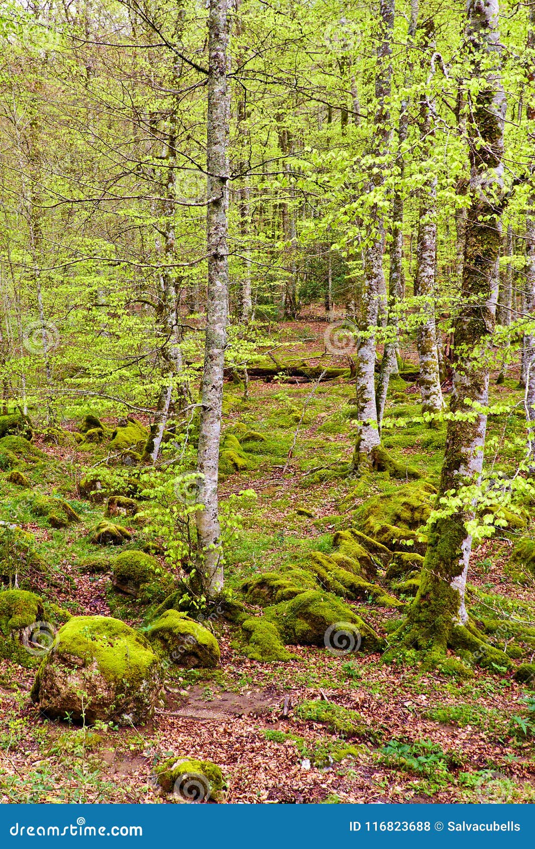 Forest in the Irati Jungle. Stock Photo - Image of outdoors, wilderness ...