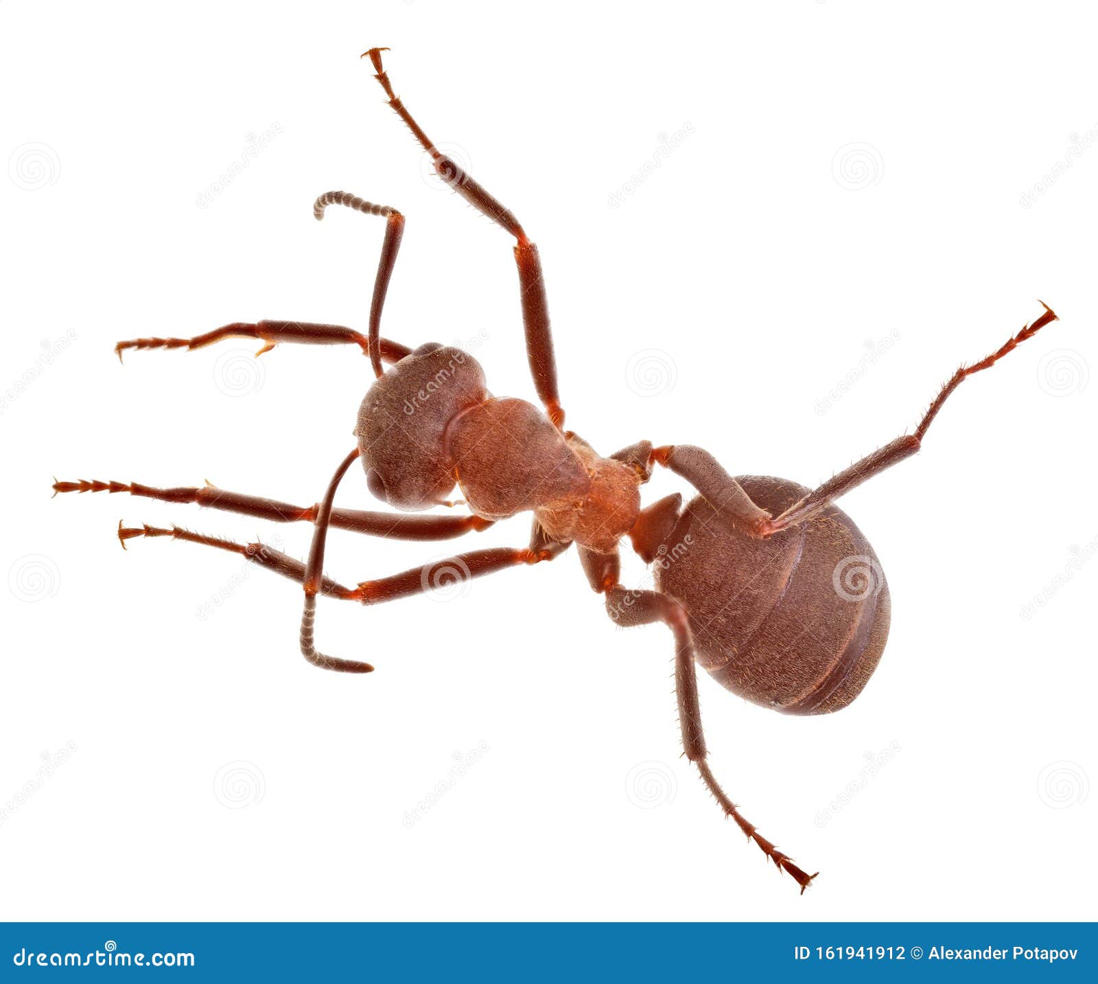Forest Isolated Brown Large Ant Top View Stock Photo - Image of brown ...
