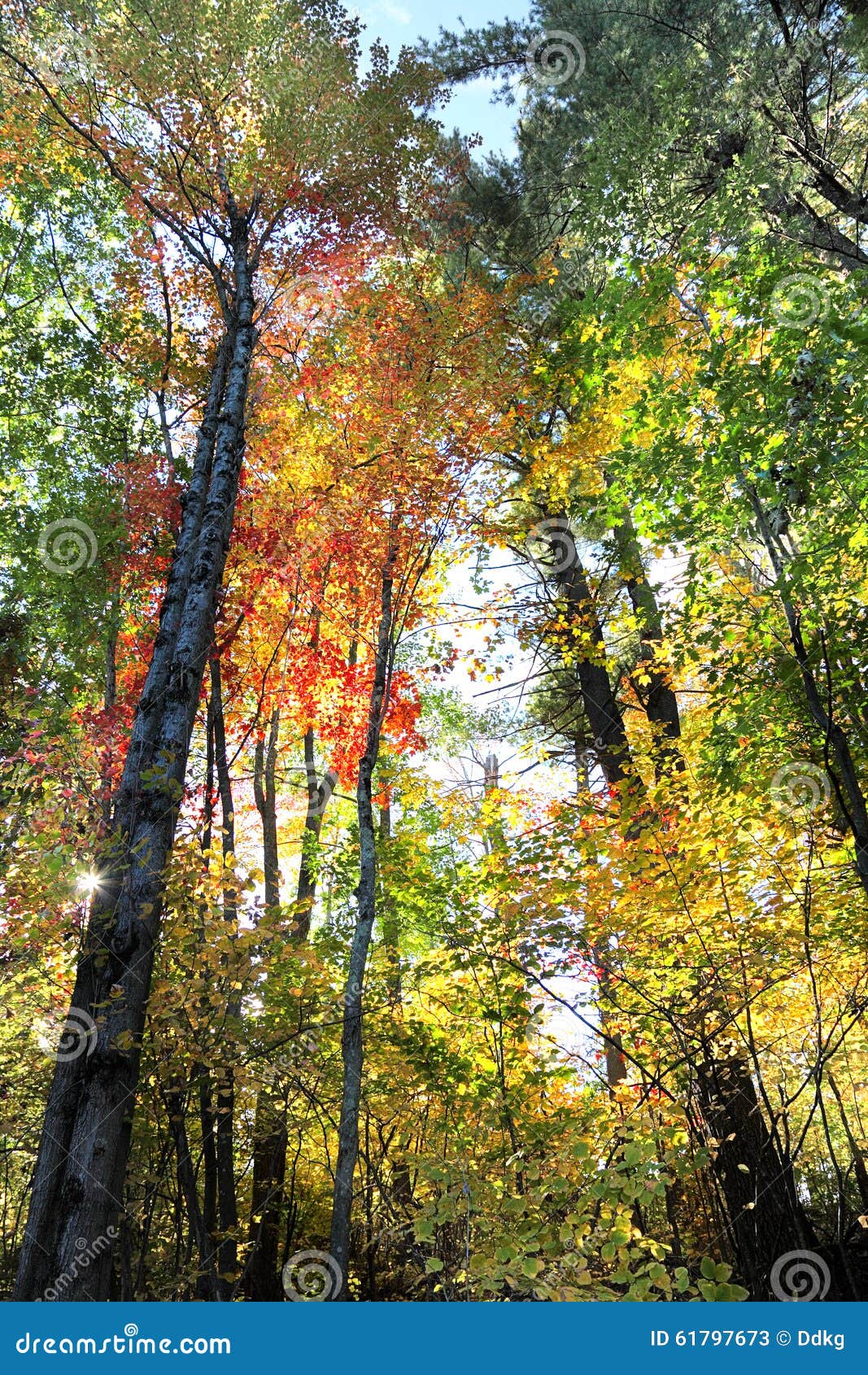 The Forest in Its Fall Colors with Sunburst Stock Image - Image of ...