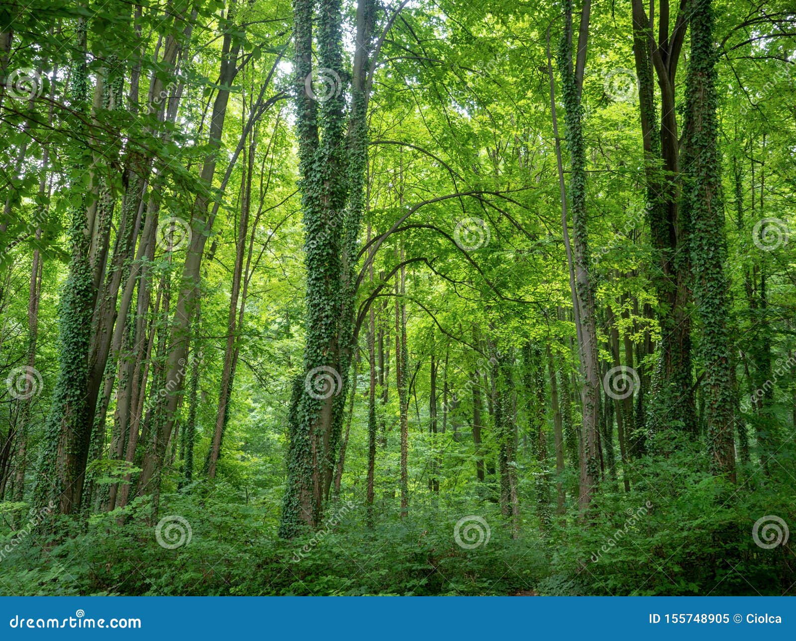 Forest with Ivy Covered Trees Stock Image - Image of color, landscape ...