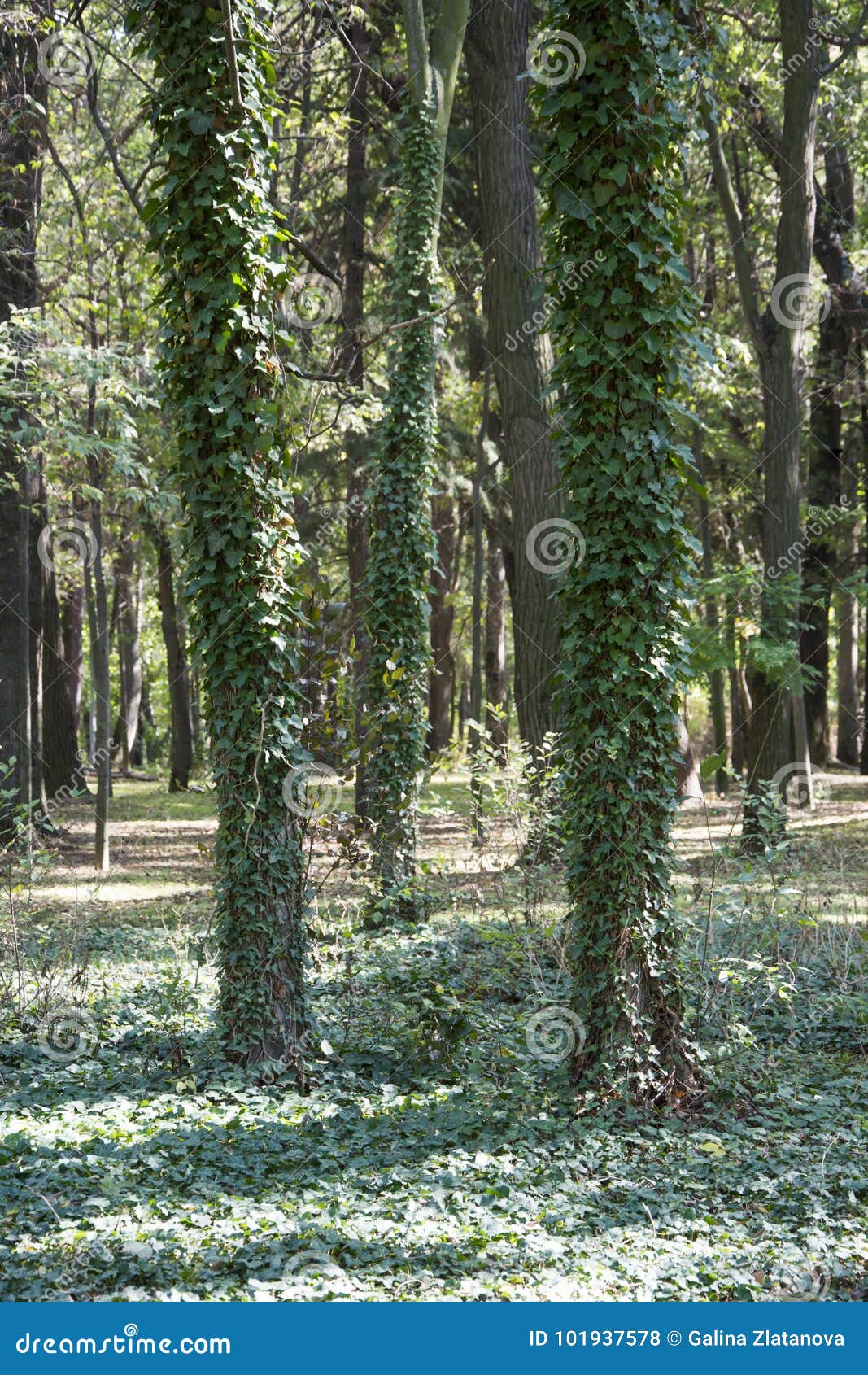 Forest and Ivy Trees in the Forest Stock Photo - Image of bush, covered ...