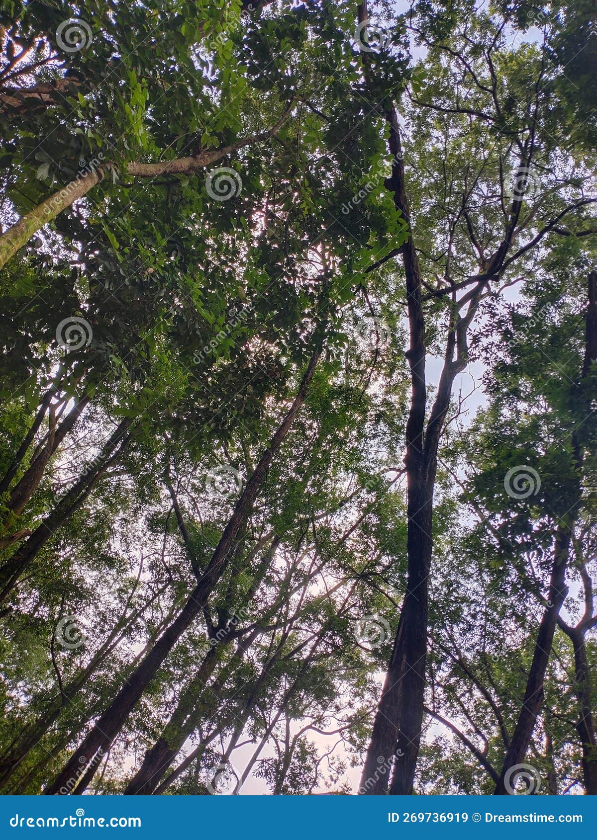Forest in Jakarta on February 2023 Stock Image - Image of produce ...