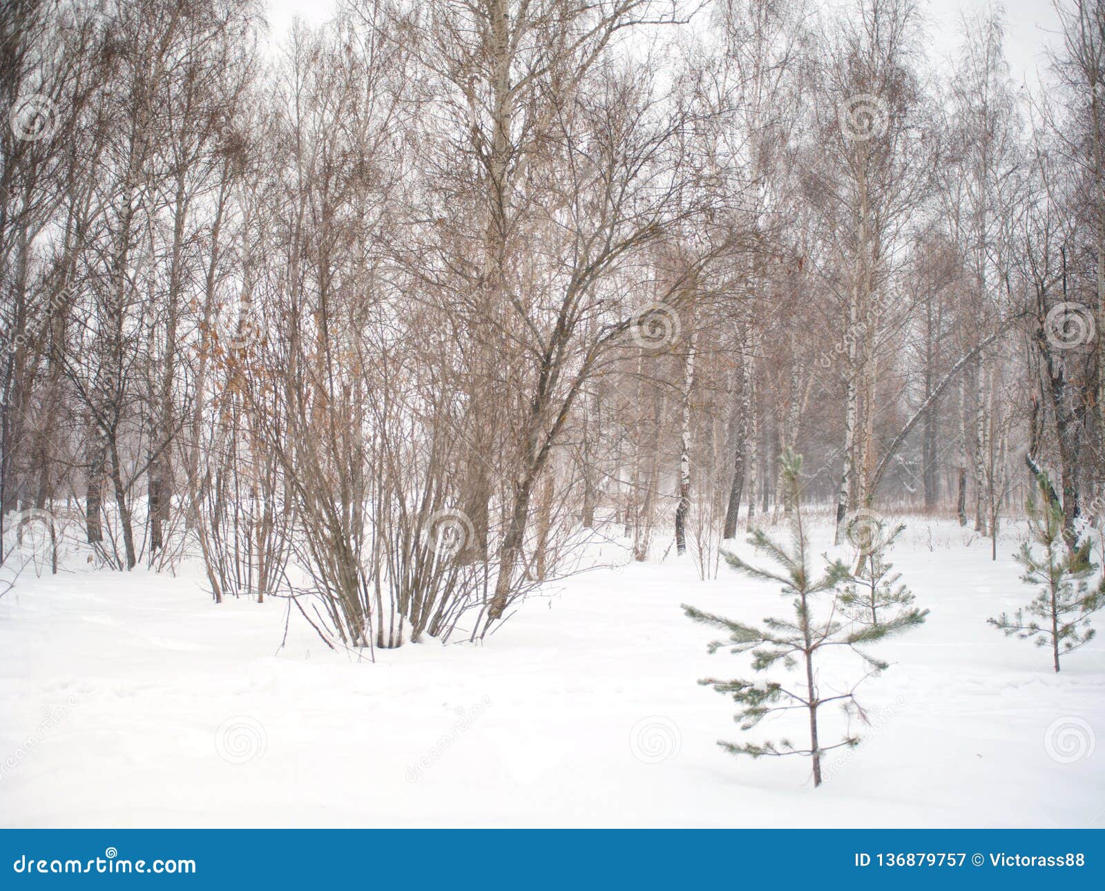 Forest in january stock image. Image of forest, winter - 136879757
