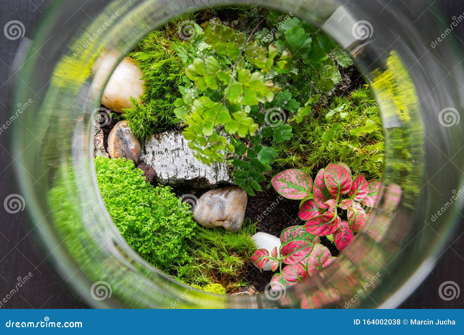 Forest in Jar Modern Ecosystem Decoration for Interiors Stock Photo ...