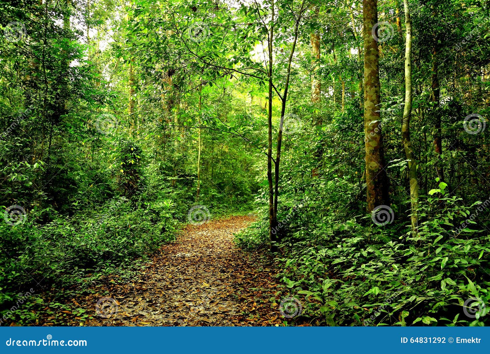Forest Path stock photo. Image of hill, footpath, colours - 64831292