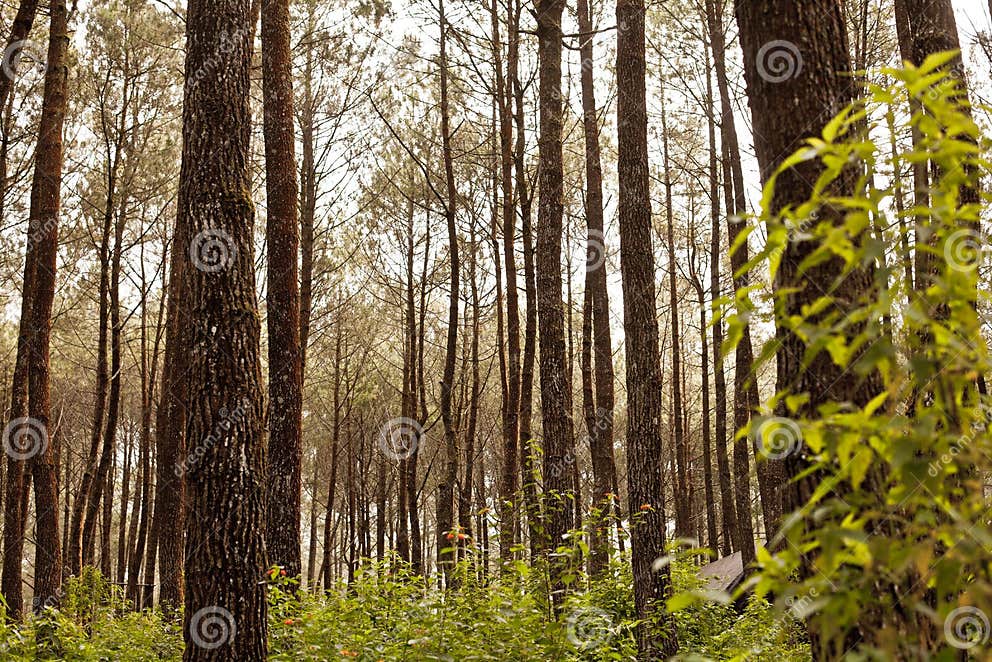 Forest in Java stock image. Image of bandung, wooden - 24171271