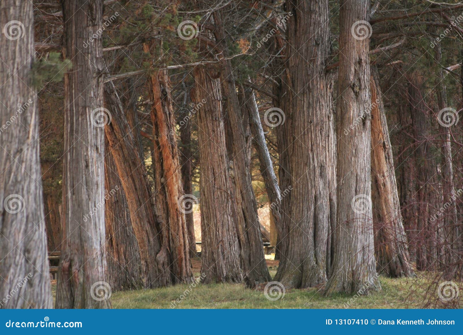A Forest of Junipers stock photo. Image of river, juniper - 13107410
