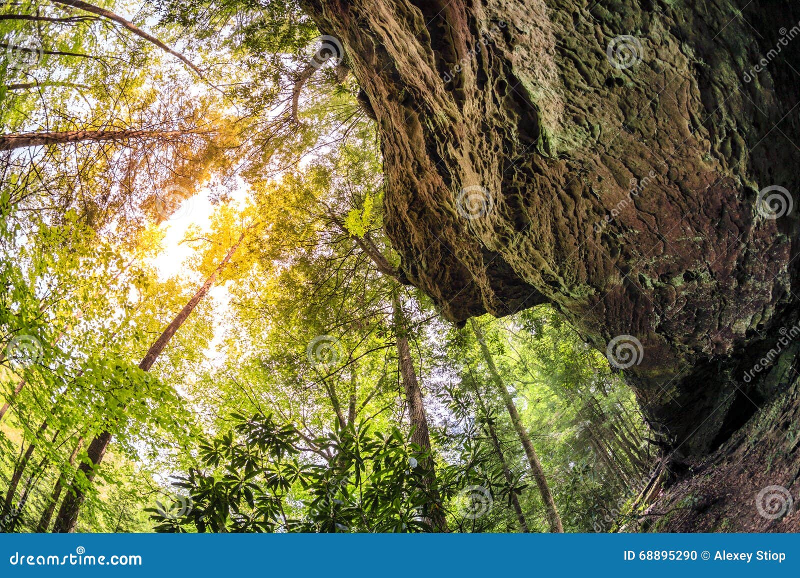 Forest in Kentucky stock photo. Image of daniel, bright - 68895290