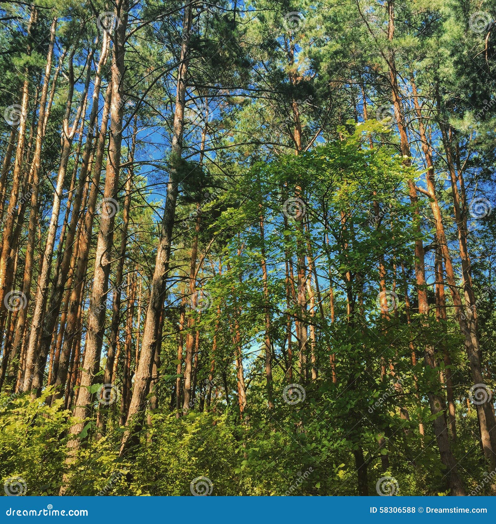 Forest in Kiev stock photo. Image of ukraine, trees, forest - 58306588