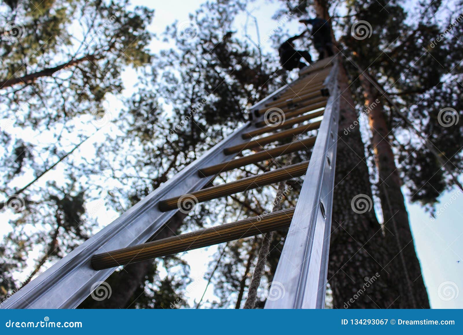 Forest stock image. Image of camera, people, forest - 134293067