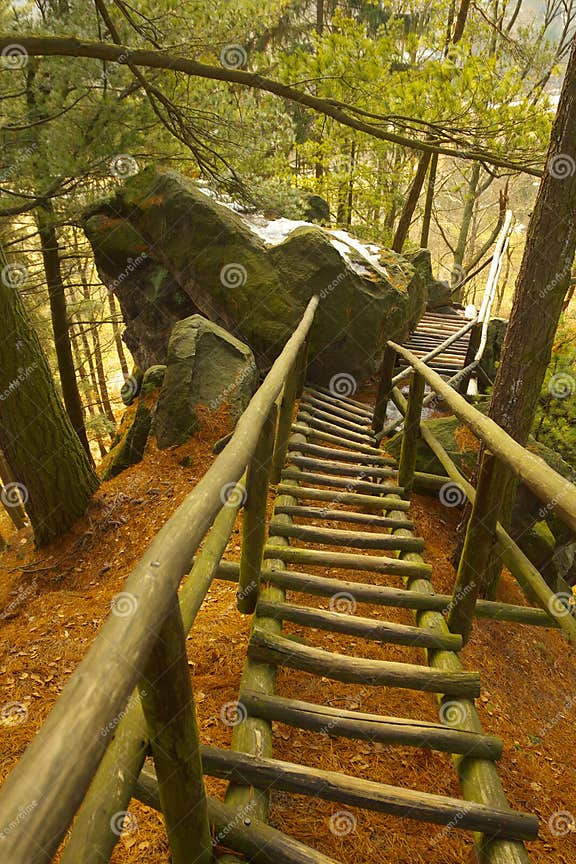 Forest Ladder stock photo. Image of ladder, stairs, nature - 60754278