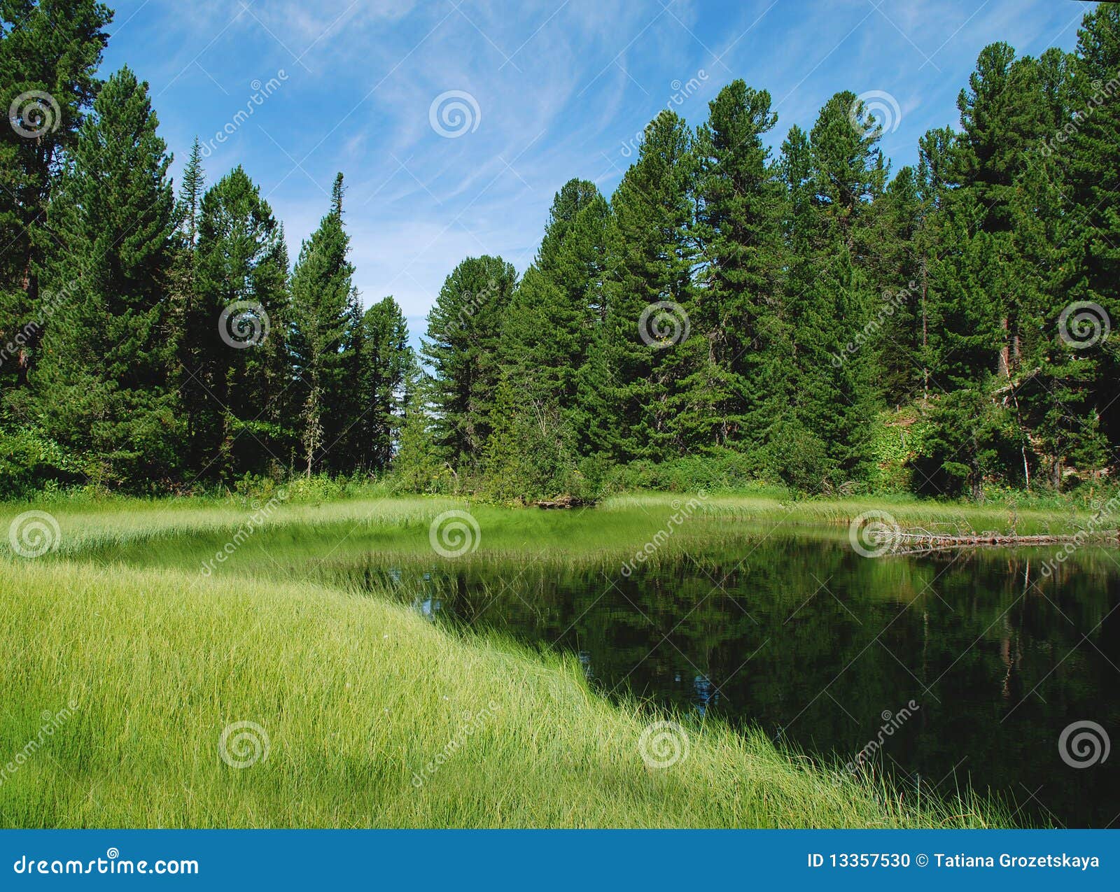 Forest lake stock photo. Image of beauty, beautiful, pines - 13357530