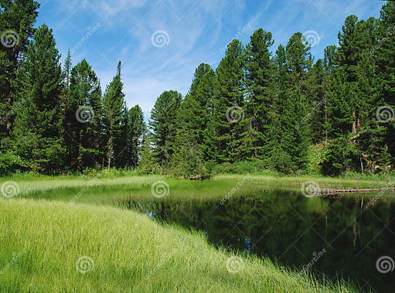 Forest lake stock photo. Image of beauty, beautiful, pines - 13357530