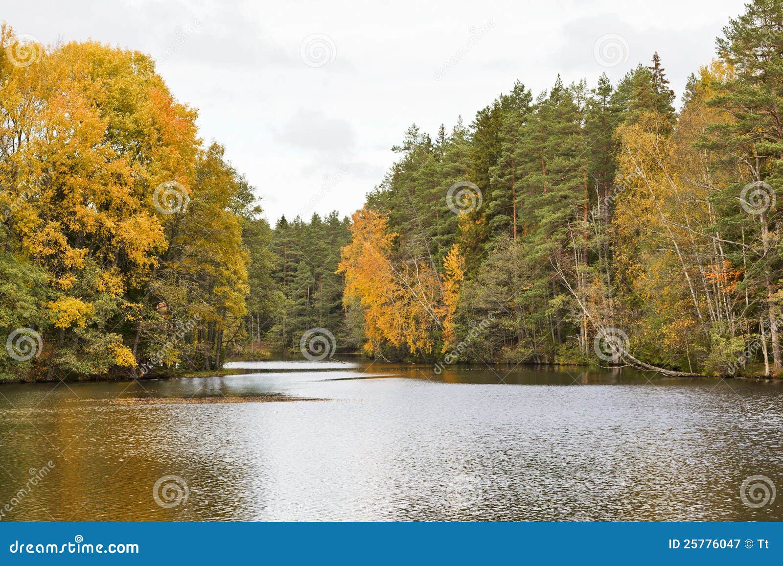 Forest lake stock image. Image of scenery, pond, reflected - 25776047