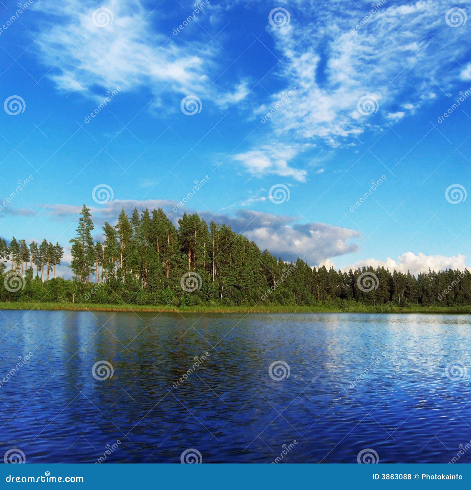 Forest lake stock photo. Image of midday, depth, cane - 3883088