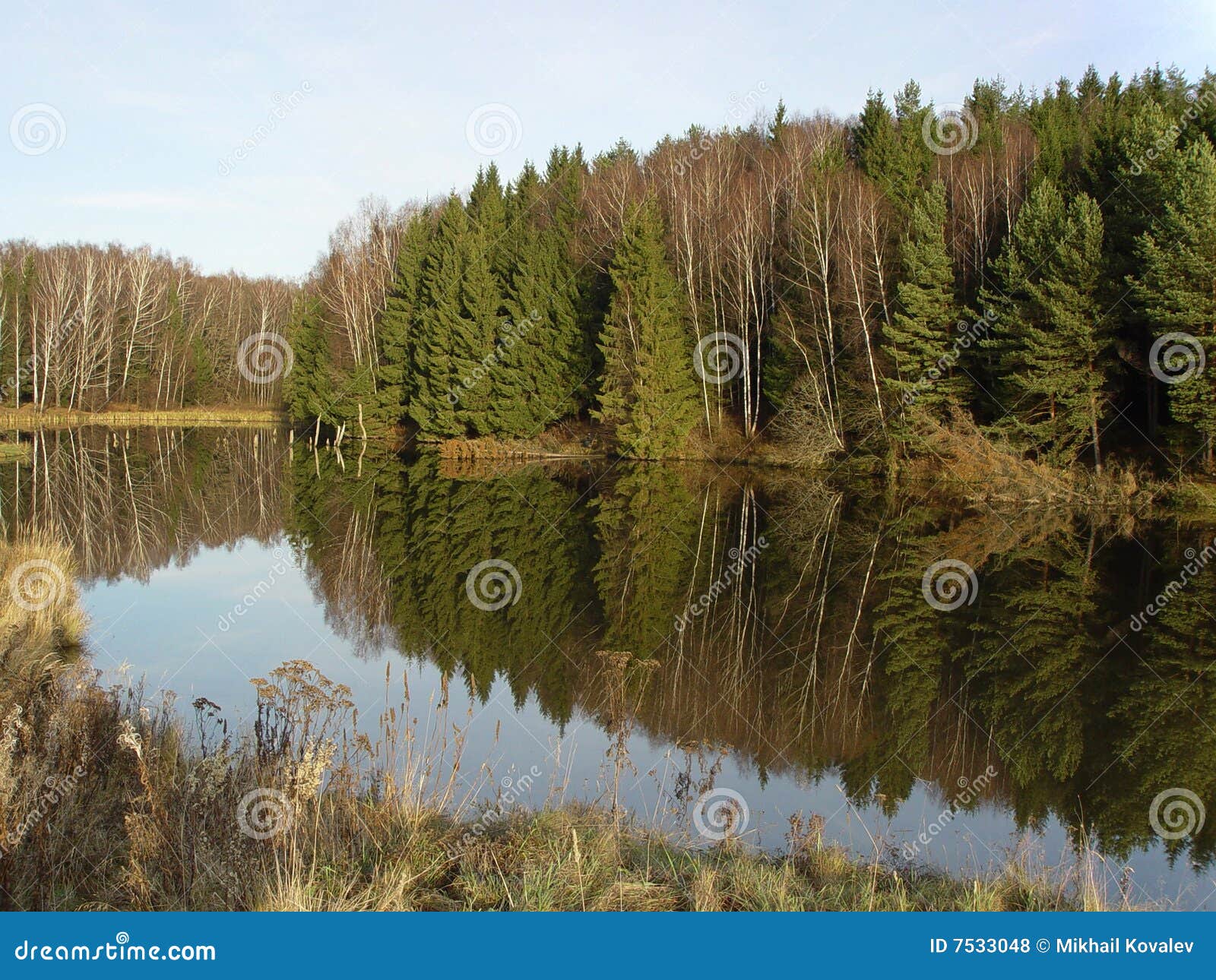 Forest lake stock photo. Image of forest, tree, smooth - 7533048