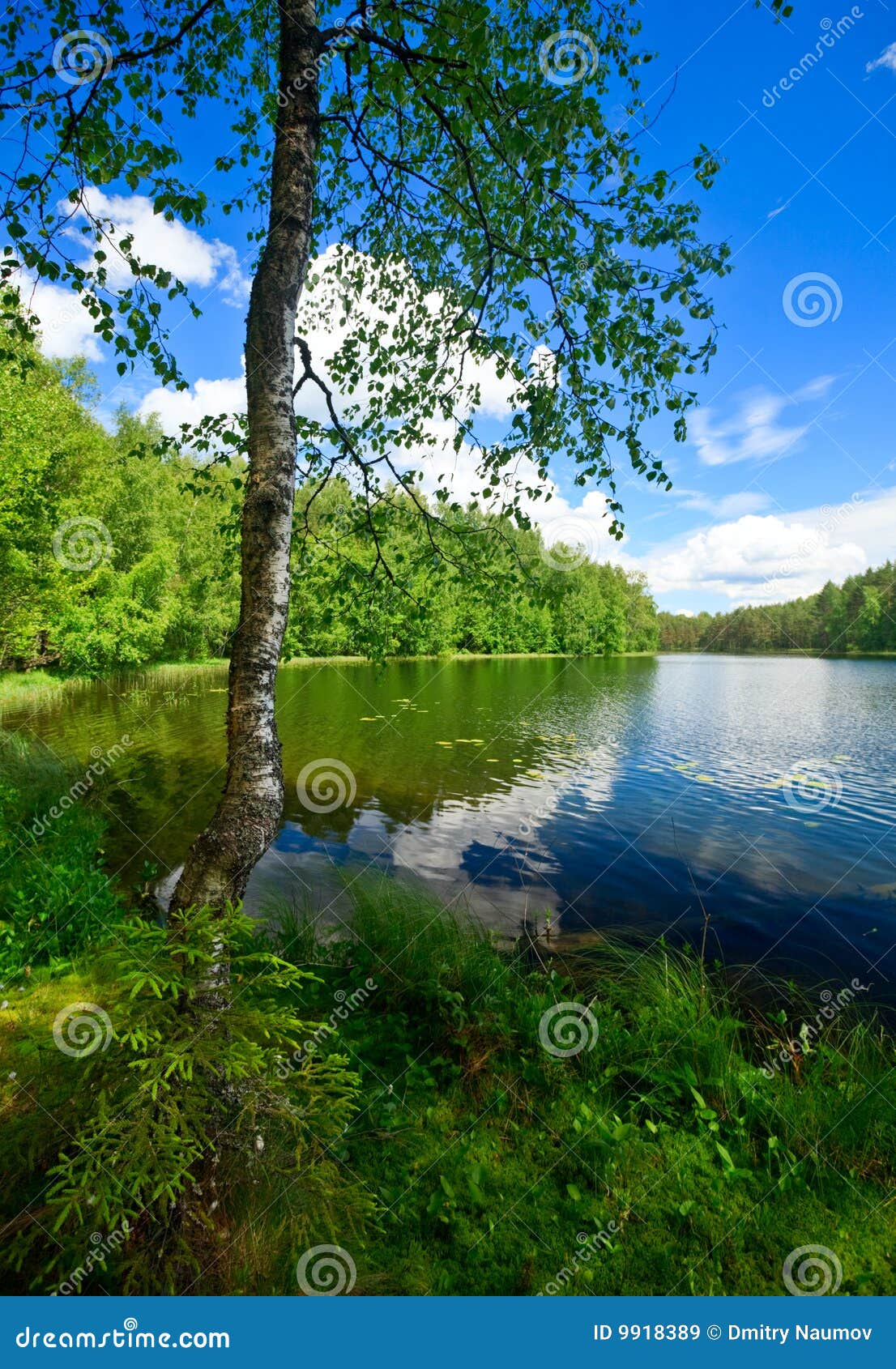 Forest lake stock image. Image of landscape, empty, lake - 9918389