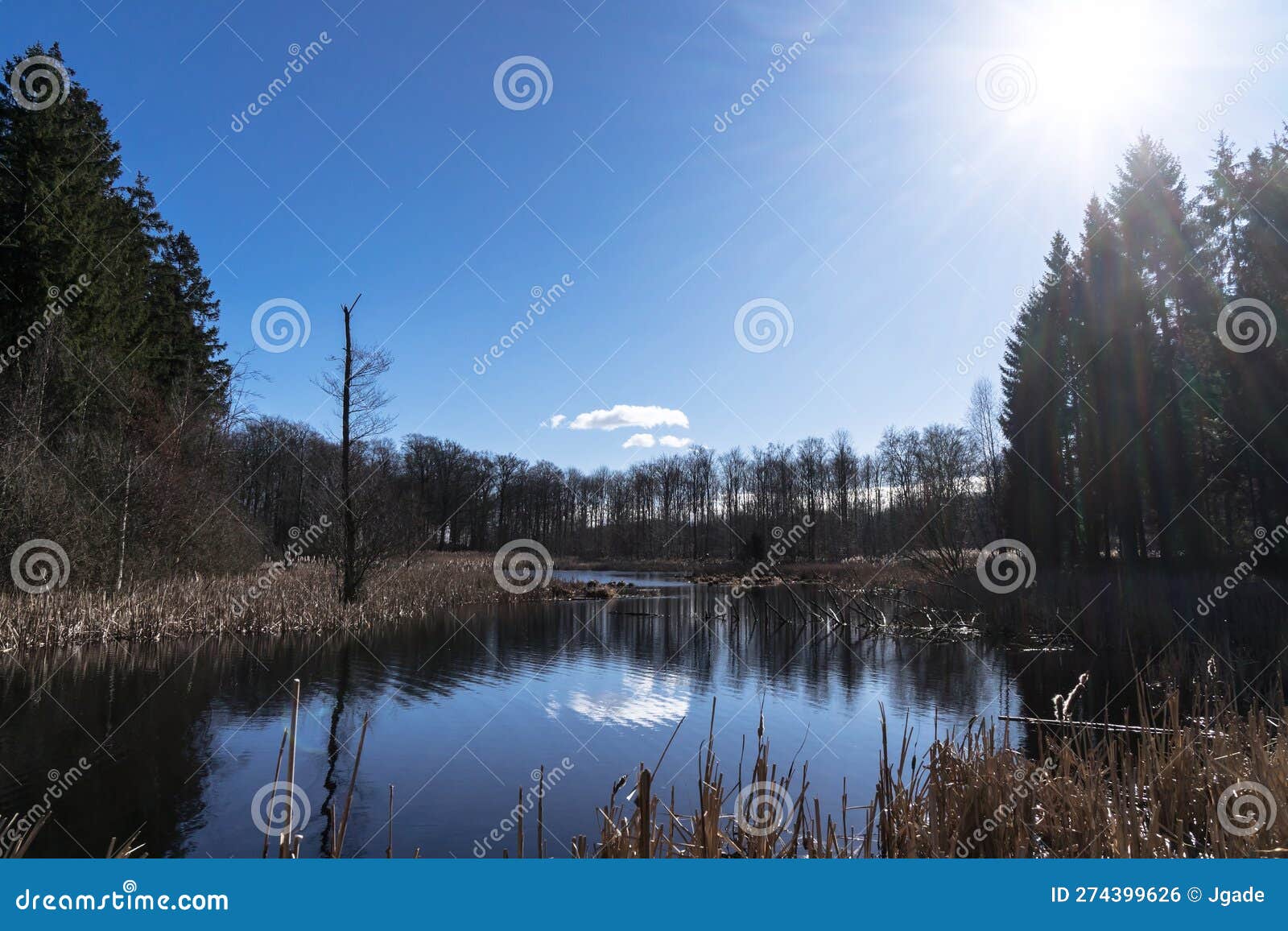 Forest Lake in Early Spring Stock Photo - Image of clear, view: 274399626