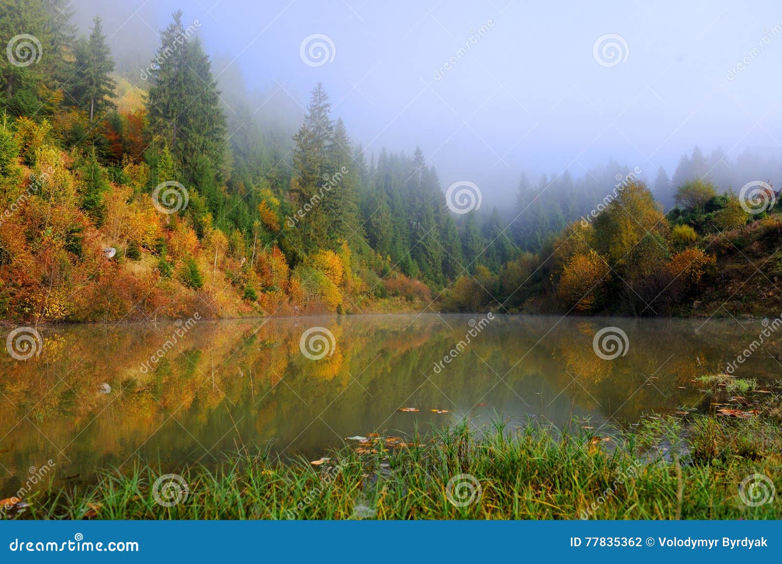 Forest lake in fall stock photo. Image of idyllic, green - 77835362