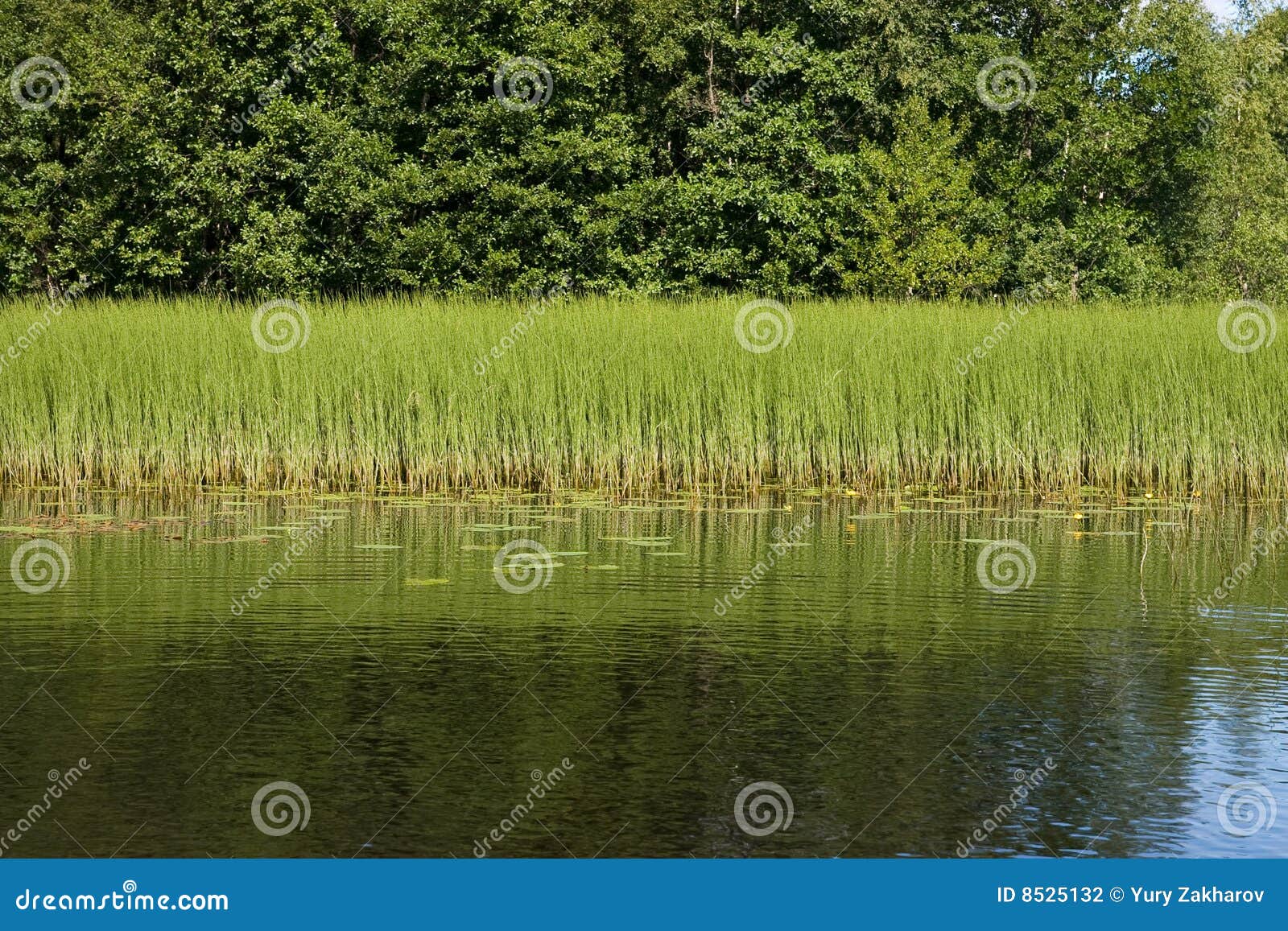 Forest lake grass side stock photo. Image of coast, forest - 8525132