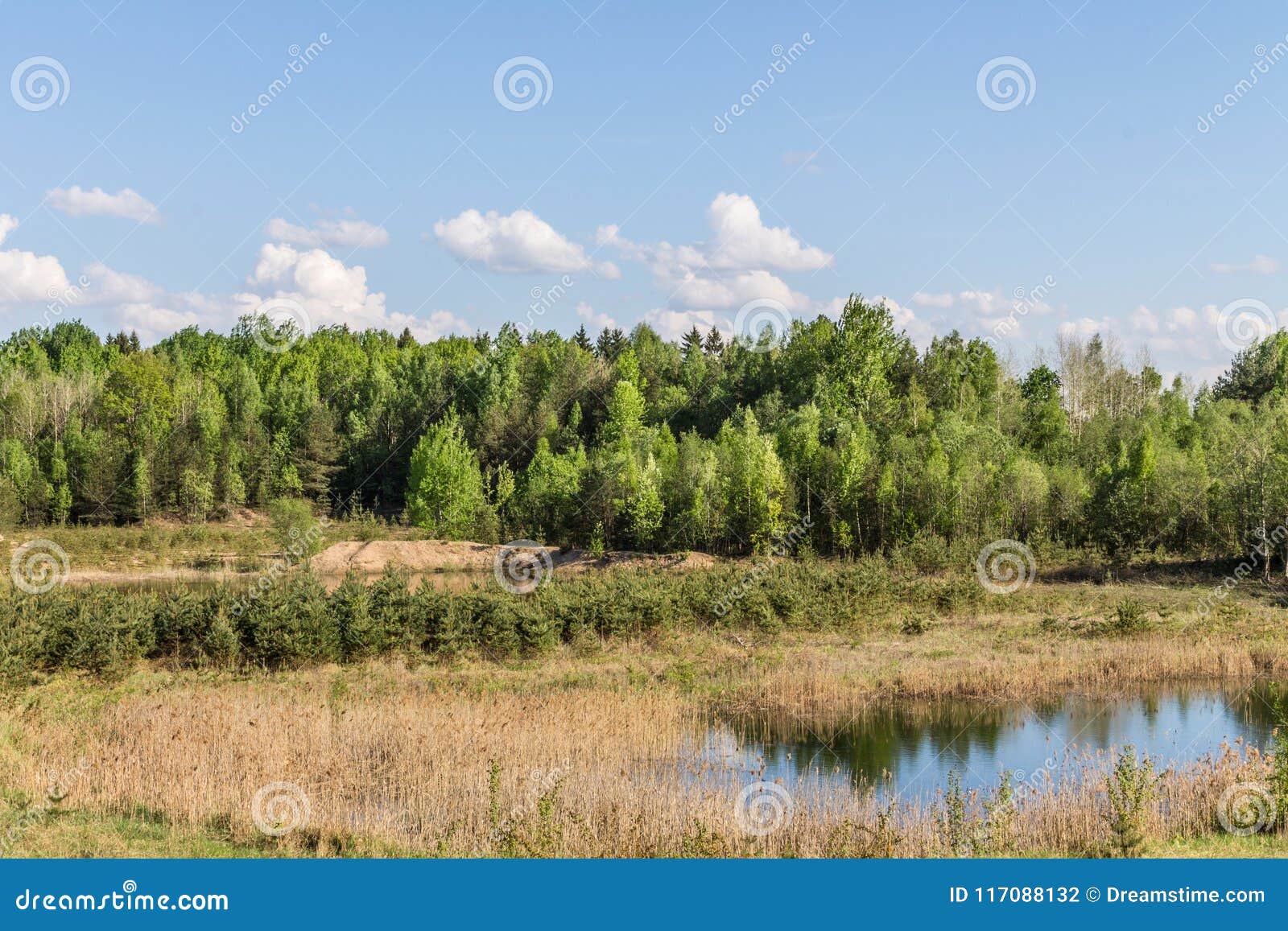 296 Landscape Trees Swampy Field Stock Photos - Free & Royalty-Free ...