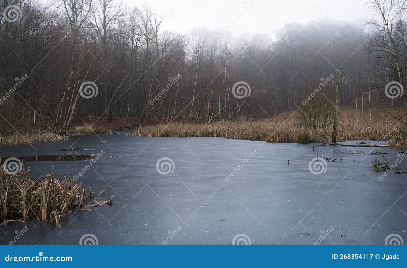 Forest lake with ice stock image. Image of winter, season - 268354117