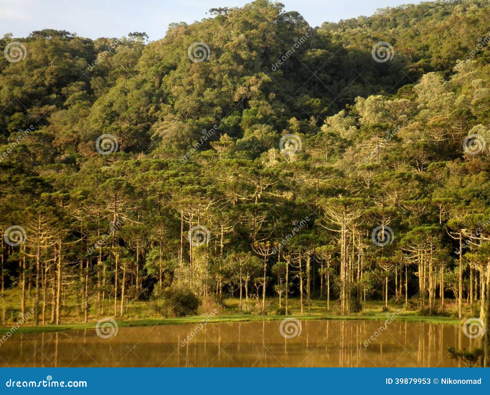 Forest Lake Nature Brazil stock image. Image of catarina - 39879953