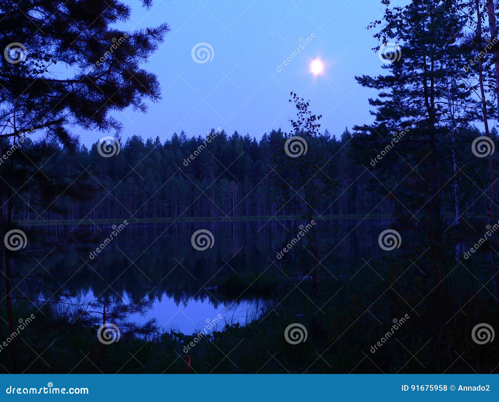 Forest lake at night stock photo. Image of blue, water - 91675958